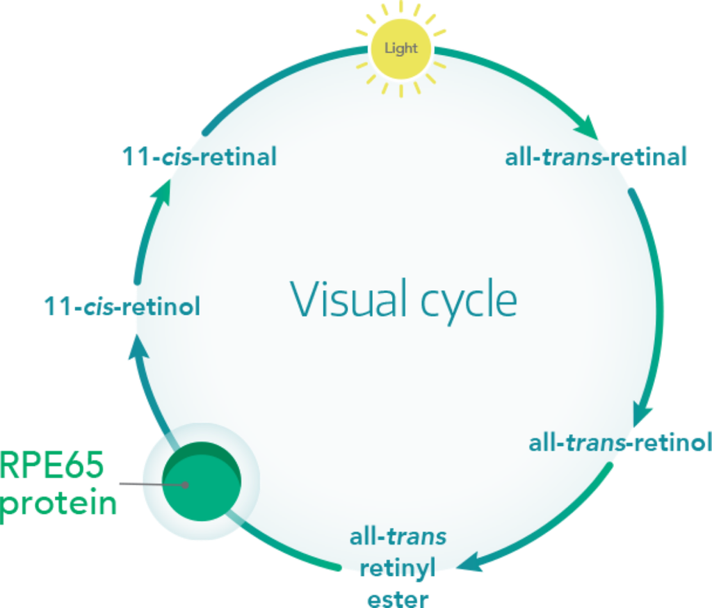 Get to know RPE65 - Luxturna HCP
