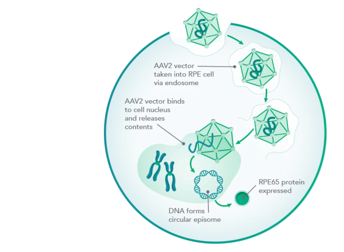 LUXTURNA® Mode of Action | LUXTURNA® HCP