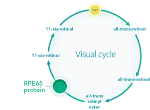 LUXTURNA® Mode of Action | LUXTURNA® HCP